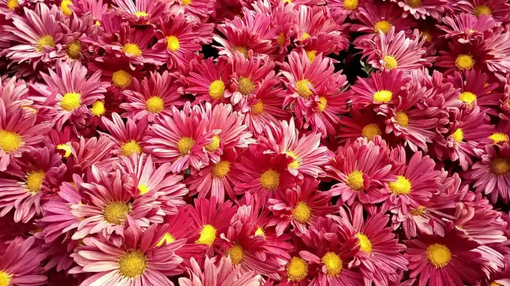 Khirai Flower Garden (Valley of Flowers) in West Bengal