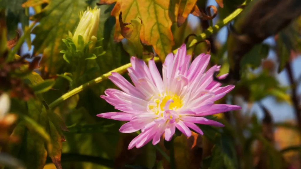 Khirai Flower Garden (Valley of Flowers) in West Bengal